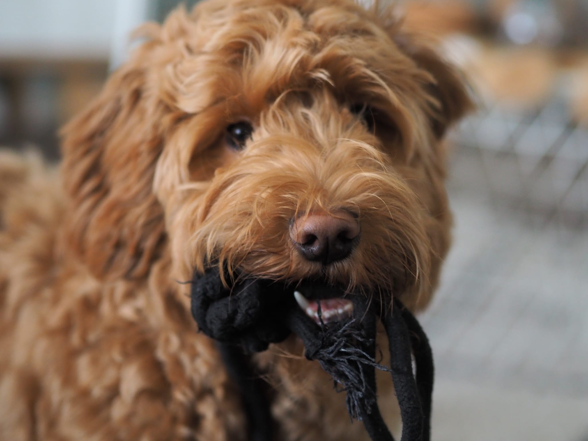 Groene hart doodles Labradoodles / Novum Initium Cobberdogs - Over ons